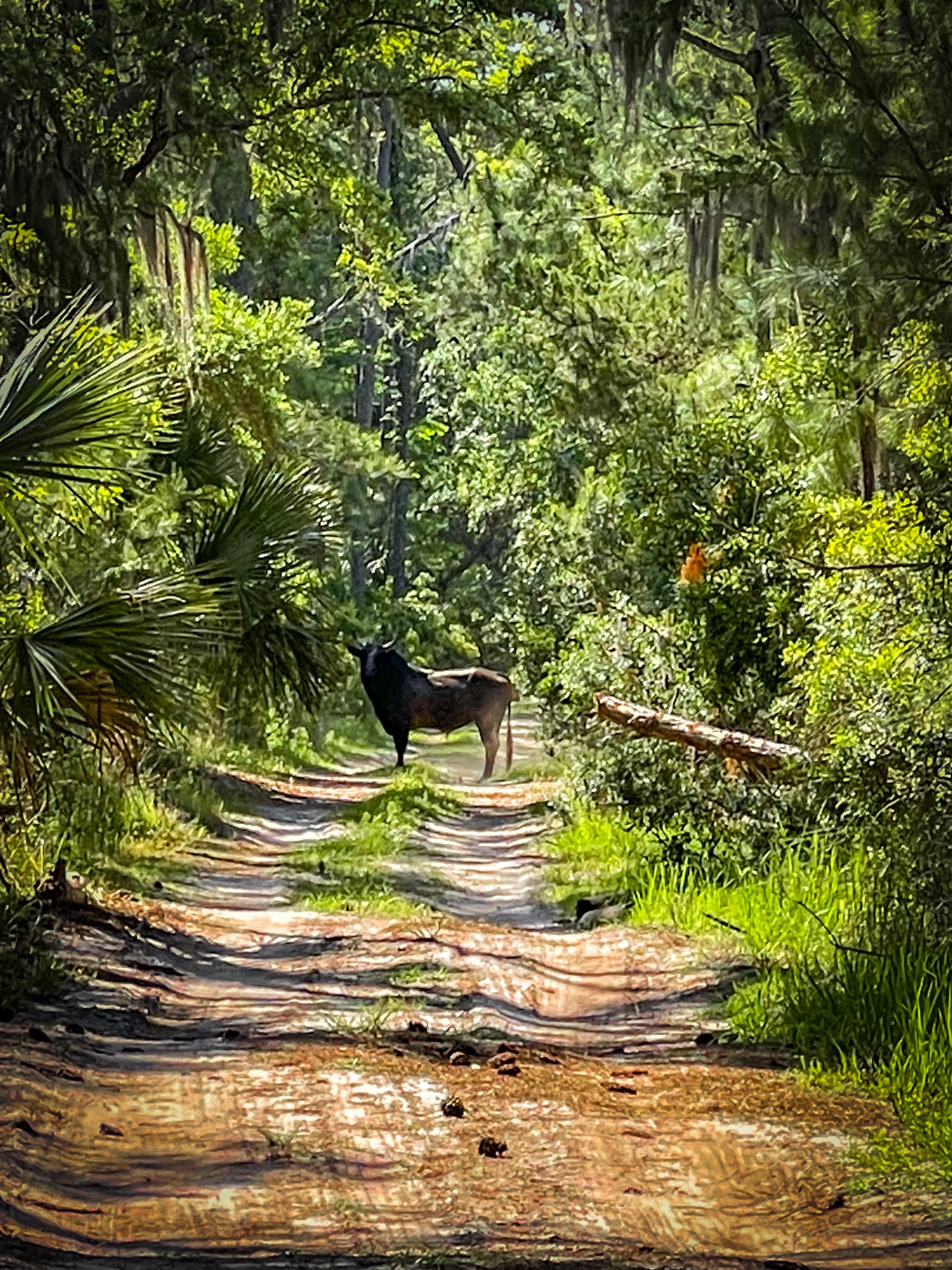 The Feral Cattle of Sapelo Island, Georgia | To Die for Images
